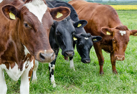 Our Farm | Westertown, Aberdeenshire | Mackie’s of Scotland